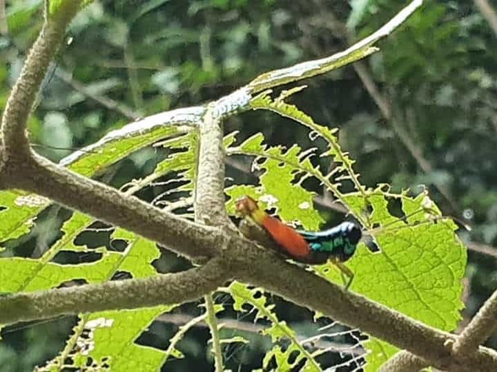 What to See – Joy Costa Rica